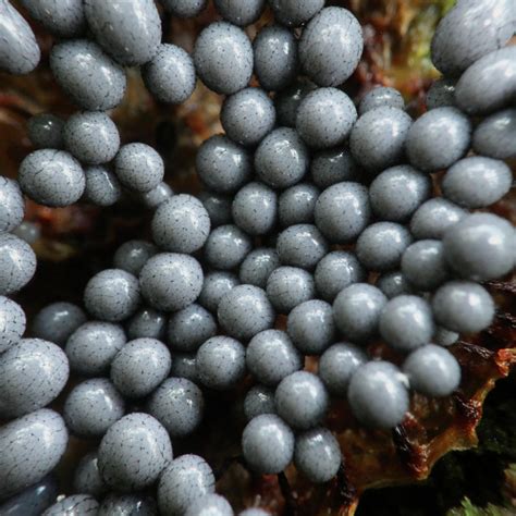 Constant Decay Esse Ran