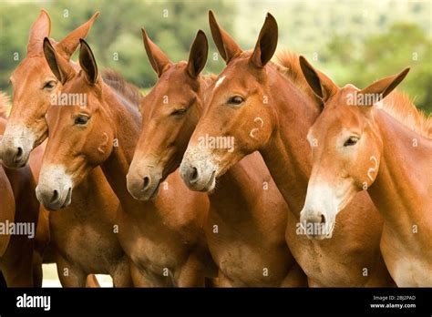 Beautiful Breeding Mules Of High Standard And Resistance In The Farm
