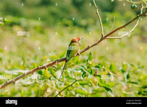Chestnut Headed Bee Eater Orange Headed With Red Eyes It Has Reddish Orange Hair Covering Its
