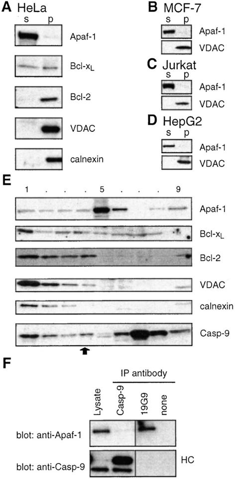 Biochemical Evidence That Apaf 1 Is A Cytosolic Monomeric Protein That Download Scientific