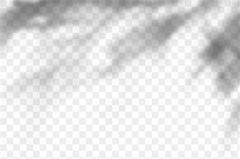 Backdrops Backgrounds Backgrounds Free Sun Shadow Png Aesthetic Big Tree Free Illustrations