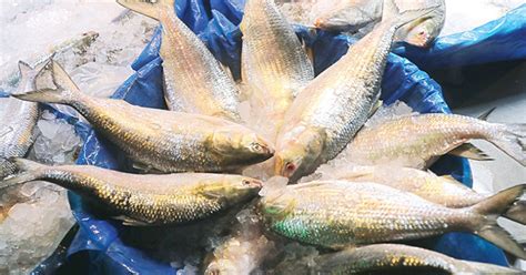 Fishermen Gear Up To Catch Hilsa As Ban Ends At Midnight The Daily