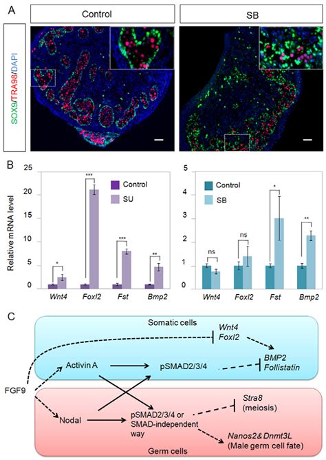 nodal activin is required for normal differentiation of somatic cells