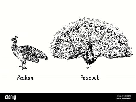 Peacock With Open Tail Standing Front View And Peahen Side View Ink