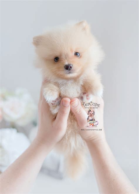 Teacup Pomeranian Puppy For Sale California At Brad Schaffer Blog