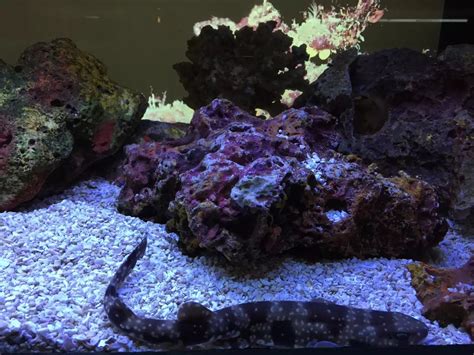 2026上海海洋水族馆游玩攻略 上海水族馆不愧为世界最大人 【去哪儿攻略】