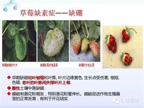 干货 草莓种植全程解决方案 搜狐大视野 搜狐新闻