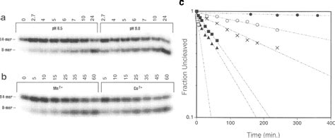 Figure 2 From Cleavage Properties Of An Oligonucleotide Containing A Bridged Internucleotide 5