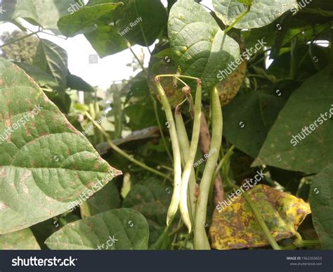 3335 Imagens De Bean Pests Imagens Fotos Stock E Vetores Shutterstock