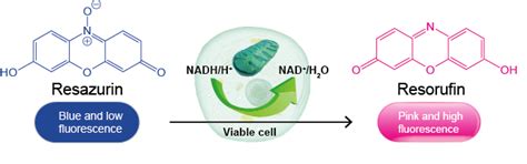 Resazurin Cell Viability Assay Creative Bioarray