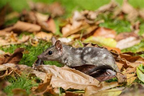Can Genetically Modifying The Northern Quoll Save It From Extinction New Scientist