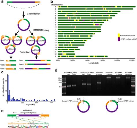 Ecdna Detection In K562 Cells A Diagram Showing The Detection Of Download Scientific Diagram