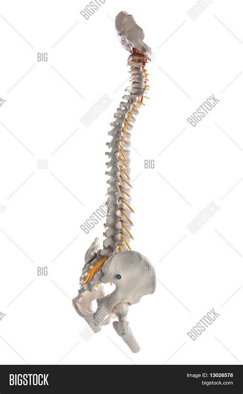 Spinal Columns Image And Photo Free Trial Bigstock