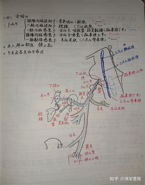 B站霍琨老师周围神经系统 知乎