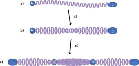 3 Intermediate Filament Organization A Monomer B Dimer Of Download Scientific Diagram