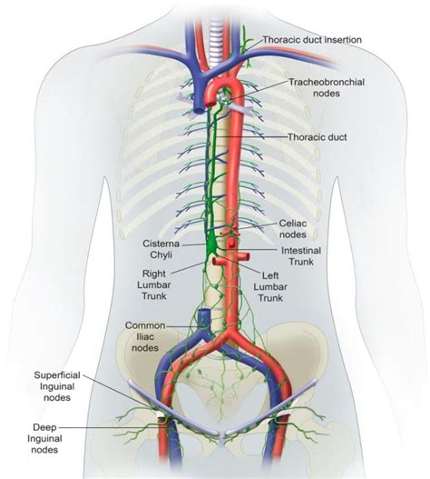 Pin By Camila Vieira On Anatomia Radiológica Thoracic Duct