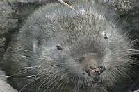 Mammal Classification Wikipedia