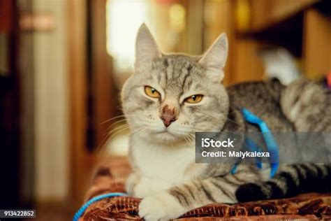 아름 다운 모피와 노란색 눈을 가진 귀여운 회색 고양이의 자에 누워 하 고 카메라 쪽으로 찾고 성 난 봐 요입니다 갈고리 발톱에 대한 스톡 사진 및 기타 이미지 Istock