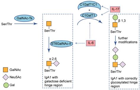 Immunoproteasome Related Cytokines Alter Iga1 O Glycosylation Download Scientific Diagram