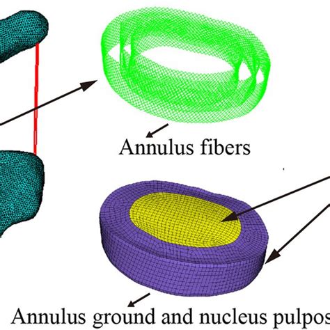 Finite Element Model Of L4l5 With Associated Soft Tissues Download Finite Element Model Of L4l5 With Associated Soft Tissues Download