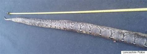 16ft Reticulated Python Capable Of Attacking A Person Found In Lancashire Canal Huffpost Uk News