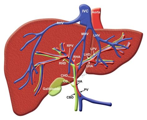 Venous Drainage Of Liver