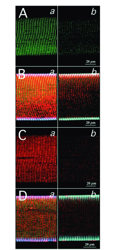 Reversibility Of In Situ Labeling Patterns In The Presence Of An Excess Download Scientific
