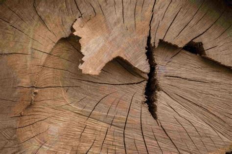 Top 11 Common Wood Defects To Avoid For Wholesaler K Timber