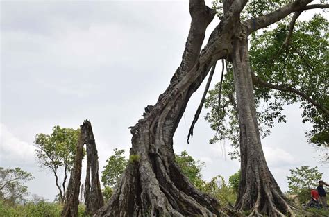 ခမ်းပတ်ညောင်ပင် မြေနေရာအငြင်းပွားမှု လူရှိုင်းစာပေနှင့်ယဉ်ကျေးမှုအသင်းမှ ညှိနှိုင်းဆောင်ရွက်မည