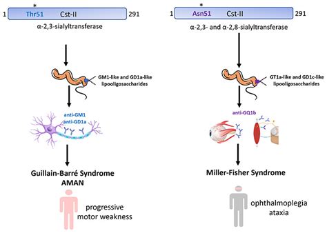 Aga Legacy 36 Parts Diagram Great Purchase Th