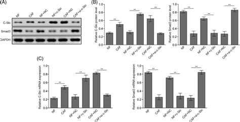 Over‐expressed C‐ski Inhibited Smad3 Signaling Pathway A Protein Download Scientific Diagram