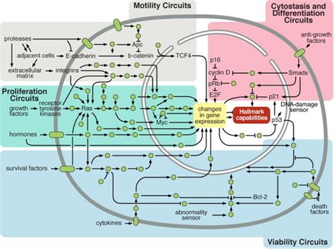 Intracellular Signaling Networks Regulate The Operations Of The Cancer