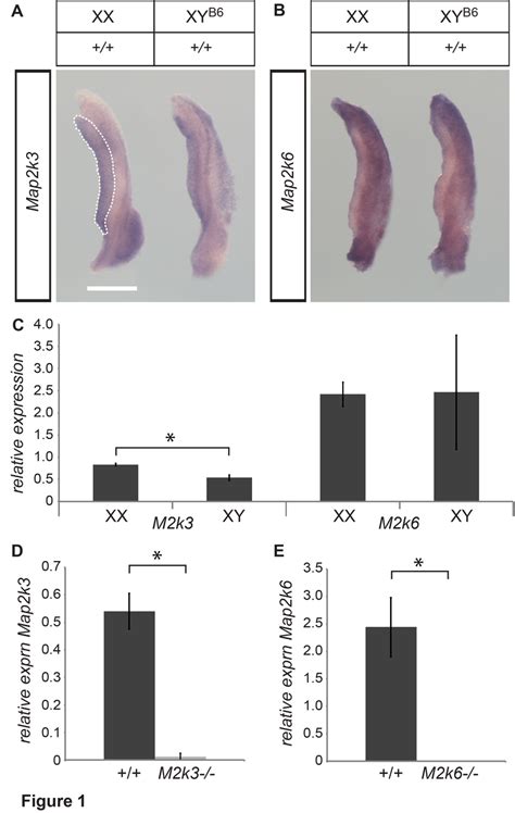 Map2k3 And Map2k6 Are Expressed In The Developing Mouse Gonad At The