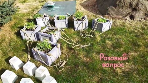 Лучший летник для посадки в контейнер - YouTube