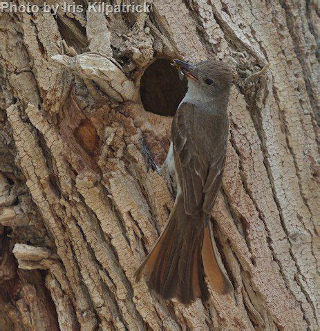 Ash Throated Flycatcher