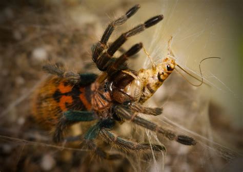 My Gbb Pxe Pixie Boots Spiders