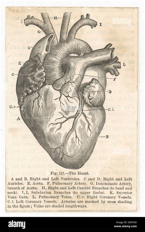 Human Heart Diagram Hi Res Stock Photography And Images Alamy