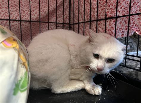 Lumilee Pesaleidja MtÜ