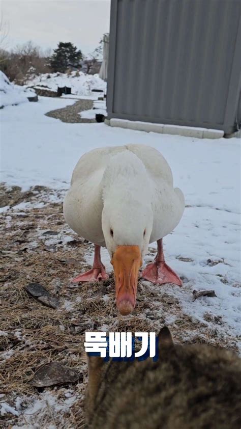 송광호 눈이 내리고 바람도 부니 하루종일 춥게 느껴집니다 산책할 때만 해도 춥다고 생각하지 않았는데 밖으로 나올 때마다 더 추운것 같습니다 오늘은 바람도 불어서