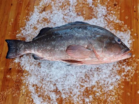 Red Grouper Jandt Seafood Inc