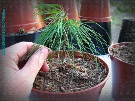 Как вырастить хвойные деревья Хвойные