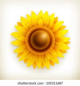 해바라기 꽃을 연 뒤 꼭대기로 바라보면서 스톡 벡터로열티 프리 1535174480