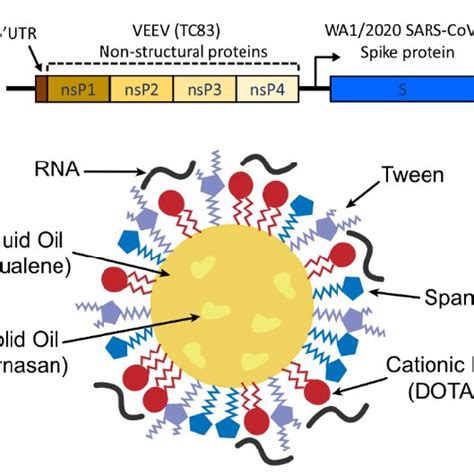 Pdf An Intranasal Self Amplifying Rna Sars Cov 2 Vaccine Produces Durable Respiratory And