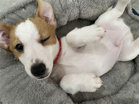 Chico Says Hi Scrolller