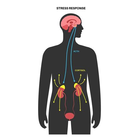 Hypothalamic Pituitary Adrenal Axis Images Free Download On Freepik