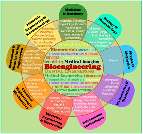 The Flower Of Bioengineering Showing A Scheme Of The Scope Of Its Download Scientific Diagram