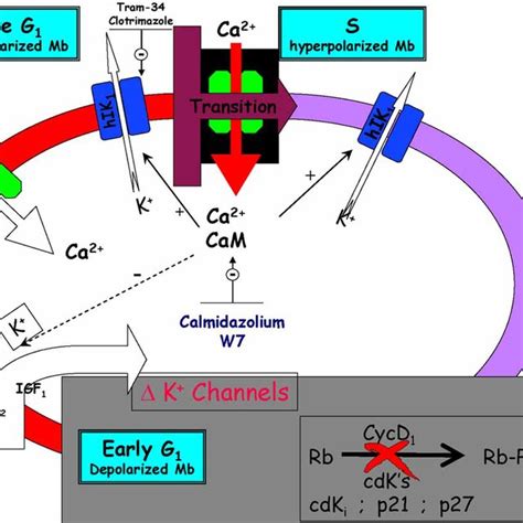Schematic Drawing Of The Patch Clamp Technique In Whole Cell Recording Download Scientific