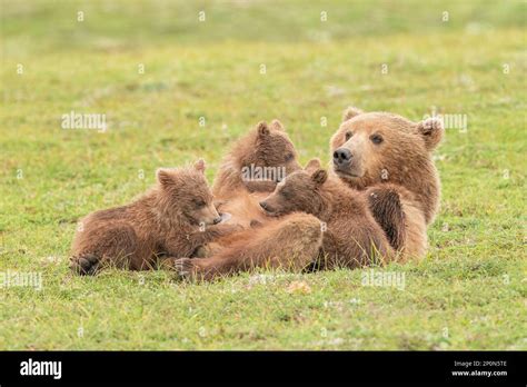 The Loving Mama Bear Nursing Her Cubs Alaska These Adorable Images
