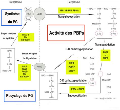 Représentation De Lactivité De Différentes Pbps De E Coli Hmw Pbp De