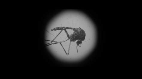 Why Oral Sex Might Be Another Way Zika Can Spread Vox